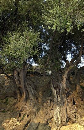 1000 Year Old Olive Tree Thought Editorial Stock Photo - Stock Image ...