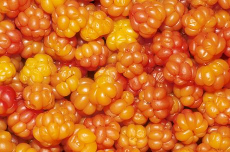 50 Cloudberries Stock Pictures, Editorial Images and Stock Photos ...