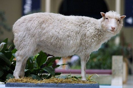 Dolly Worlds First Cloned Sheep Editorial Stock Photo - Stock Image ...