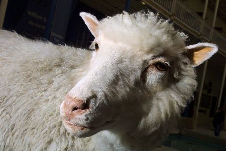 Dolly Worlds First Cloned Sheep Editorial Stock Photo - Stock Image ...