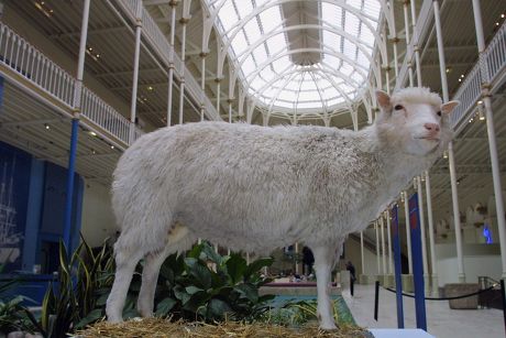 Dolly Worlds First Cloned Sheep Editorial Stock Photo - Stock Image ...