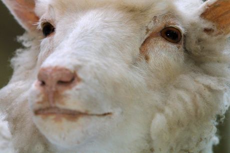 Dolly Worlds First Cloned Sheep Editorial Stock Photo - Stock Image ...