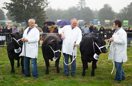 Cattle Lined By Their Owners Prior Editorial Stock Photo - Stock Image ...