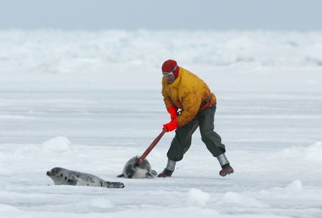 Canadian Seal Hunt Gulf St Lawrence Editorial Stock Photo - Stock Image ...