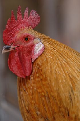 20 Cockeral Stock Pictures, Editorial Images and Stock Photos ...