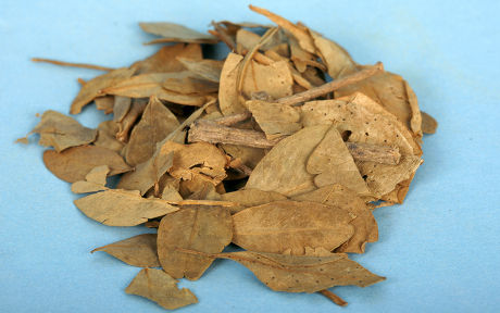 Jaborandi Leaves Yield Drug Pilocarpus Which Editorial Stock Photo ...