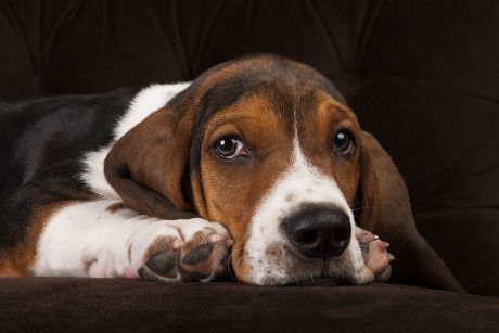 Basset Hound 12 Weeks Old Editorial Stock Photo - Stock Image ...