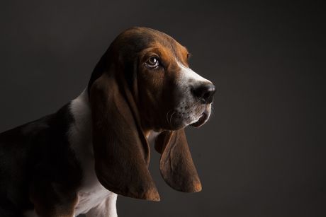 Basset Hound 12 Weeks Old Editorial Stock Photo - Stock Image ...
