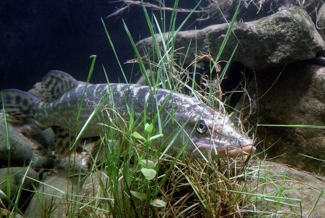 51 Pickerel Stock Pictures, Editorial Images and Stock Photos ...