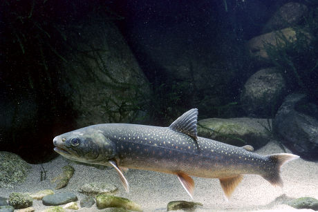 250 Salmonidae Stock Pictures, Editorial Images and Stock Photos ...