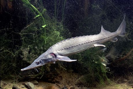 45 Acipenseridae Stock Pictures, Editorial Images and Stock Photos ...