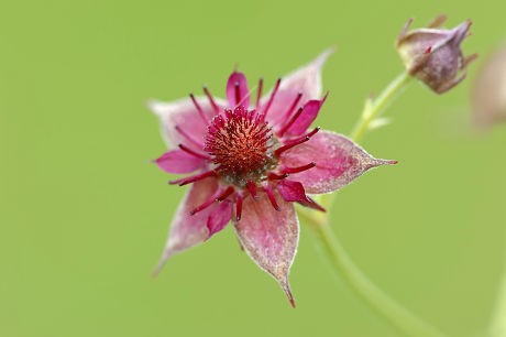 13 Helophyte Stock Pictures, Editorial Images and Stock Photos ...