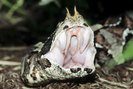 13 Rhinoceros snake Stock Pictures, Editorial Images and Stock Photos ...