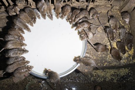 Holy Rats Karni Mata Temple Temple Editorial Stock Photo - Stock Image ...
