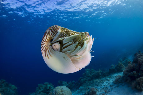 21 Nautilida Stock Pictures, Editorial Images and Stock Photos ...