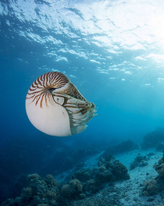 Nautilus Nautilus Belauensis Palau Editorial Stock Photo - Stock Image ...
