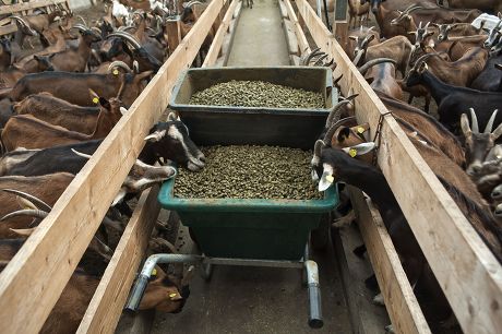 39 Feeding troughs Stock Pictures, Editorial Images and Stock Photos ...