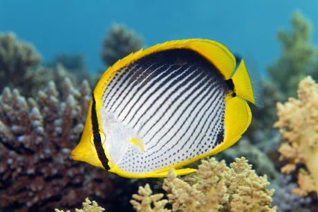 6 Blackback butterflyfish Stock Pictures, Editorial Images and Stock ...