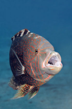 Splendor Wrasse Cheilinus Abudjubbe Opening Mouth Editorial Stock Photo ...