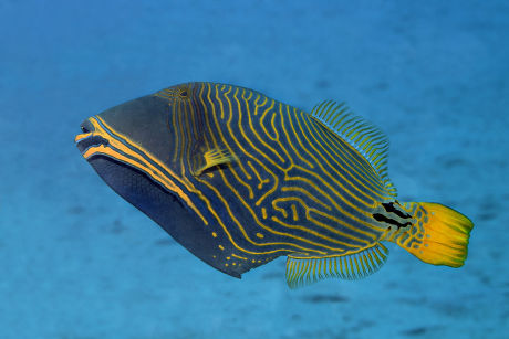 4 Orange striped triggerfish Stock Pictures, Editorial Images and Stock ...