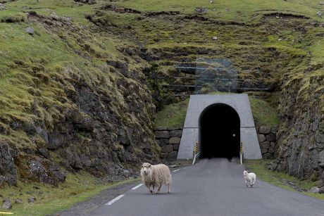 Sheep Front Singletrack Tunnel Between Husar Editorial Stock Photo ...