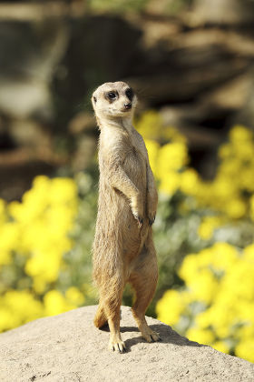 Meerkats Suricata Suricatta Groom Each Other Editorial Stock Photo ...