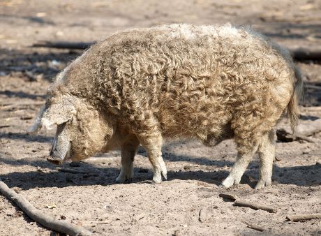 Hairy Mangalitsa Pig Central Hungary Hungary Editorial Stock Photo ...