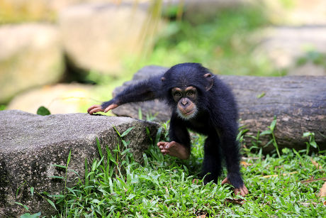 41 Cute chimp Stock Pictures, Editorial Images and Stock Photos ...