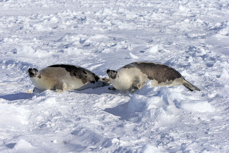 62 Seals on ice pack Stock Pictures, Editorial Images and Stock Photos ...