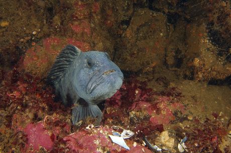 12 Wolffish Stock Pictures, Editorial Images and Stock Photos ...