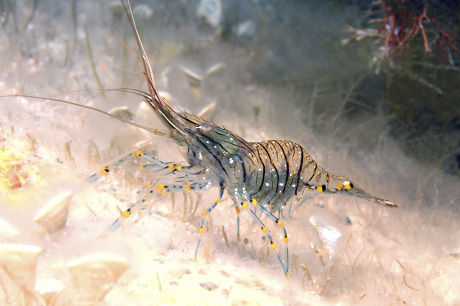 Rockpool Prawn Shrimp Palaemon Elegans Black Editorial Stock Photo ...