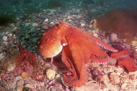 Giant Pacific Octopus North Pacific Giant Editorial Stock Photo - Stock ...