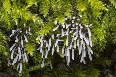 87 Hanging moss Stock Pictures, Editorial Images and Stock Photos ...