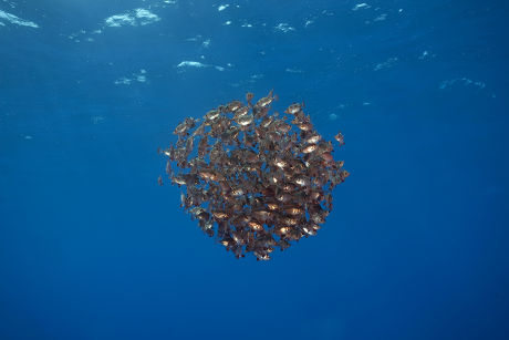 6 Boar fish Stock Pictures, Editorial Images and Stock Photos ...