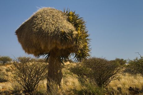 Flowering Quiver Tree Kokerboom Aloe Dichotoma Editorial Stock Photo ...