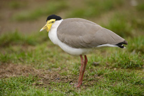 Mask Lapwing Vanellus Miles Captive Saxonyanhalt Editorial Stock Photo ...