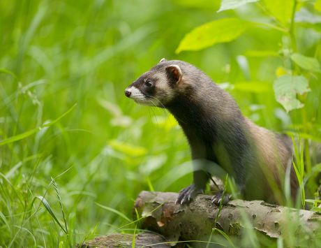 27 Forest polecat Stock Pictures, Editorial Images and Stock Photos ...