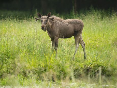 87 Moose antler Stock Pictures, Editorial Images and Stock Photos ...