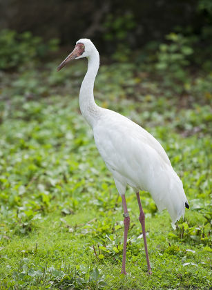 Siberian Crane Siberian White Crane Snow Editorial Stock Photo - Stock ...