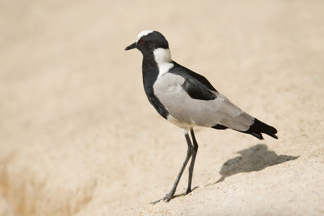 Blacksmith Plover Blacksmith Lapwing Vanellus Armatus Editorial Stock ...