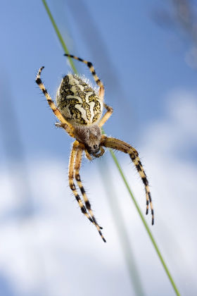 Oak Spider Aculepeira Ceropegia Editorial Stock Photo - Stock Image ...