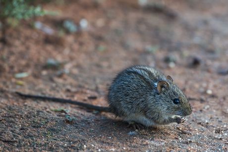 Fourstriped Grass Mouse Rhabdomys Pumilio Little Editorial Stock Photo ...