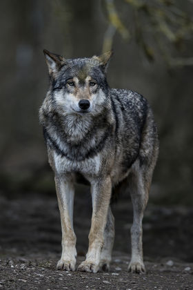 Gray Wolf Canis Lupus County Sweden Editorial Stock Photo - Stock Image ...