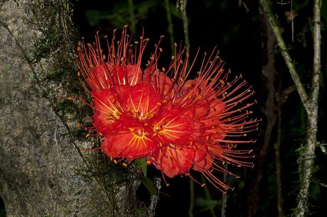 Panama Flame Tree Rose Venezuela Brownea Editorial Stock Photo - Stock ...