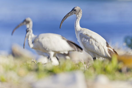 26 African sacred ibises Stock Pictures, Editorial Images and Stock ...