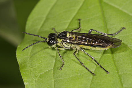 5 Rhogogaster Stock Pictures, Editorial Images and Stock Photos ...