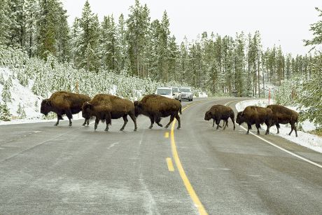American Bisons Bison Bison Crossing Road Editorial Stock Photo - Stock ...