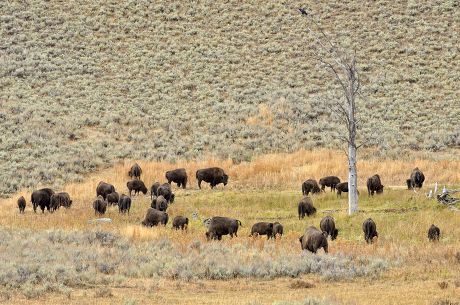 Herd Bison American Bison Bison Bison Editorial Stock Photo - Stock ...