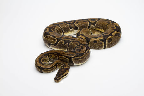 Matanic Ball Python Royal Python Python Editorial Stock Photo - Stock ...