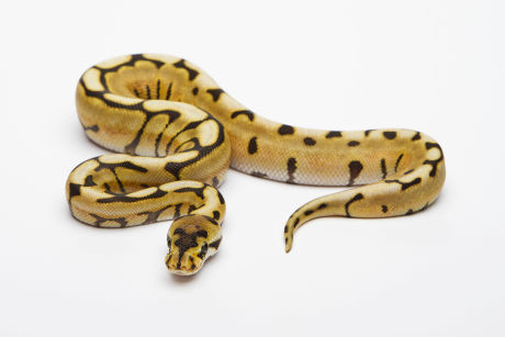 Desert Spider Ball Python Royal Python Editorial Stock Photo - Stock ...